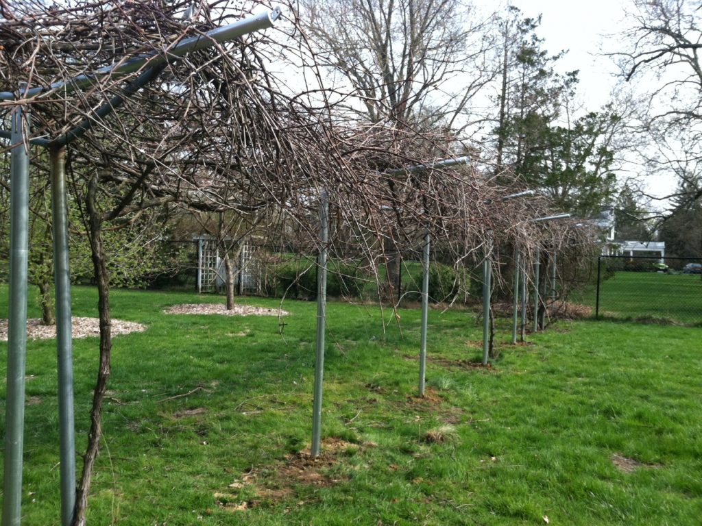 Custom Grape Vine Supports - Add A Link Fence Company